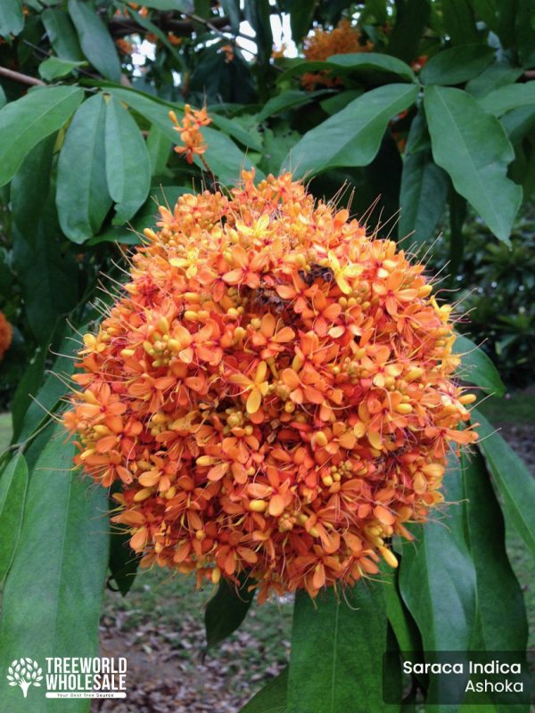 Saraca Indica - Ashoka Tree for Sale Florida | Treeworld Wholesale