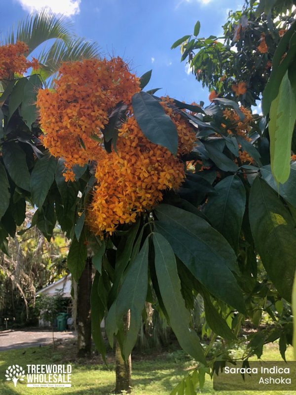 Saraca Indica - Ashoka Tree for Sale Florida | Treeworld Wholesale