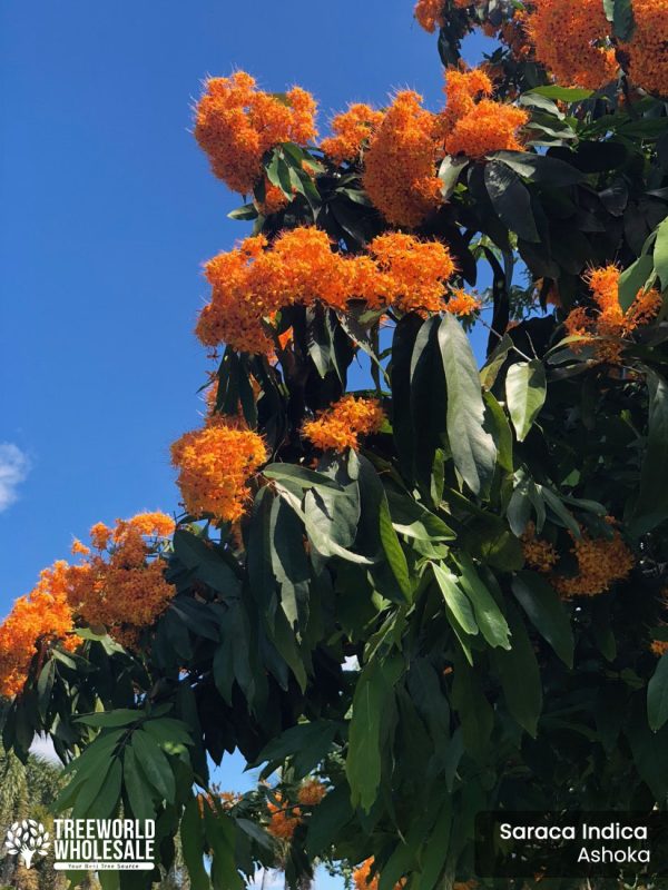 Saraca Indica - Ashoka Tree for Sale Florida | Treeworld Wholesale