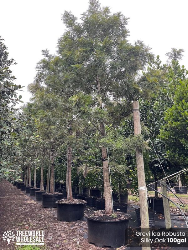 Grevillea Robusta: Silky Oak Tree For Sale | Treeworld Wholesale