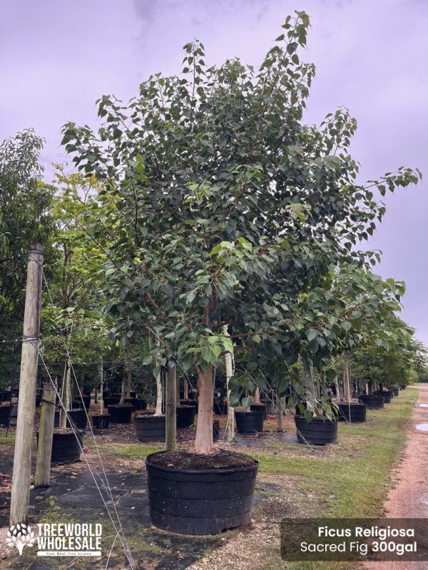 Ficus Religiosa (Sacred Fig, Bodhi Tree) For Sale in Florida ...