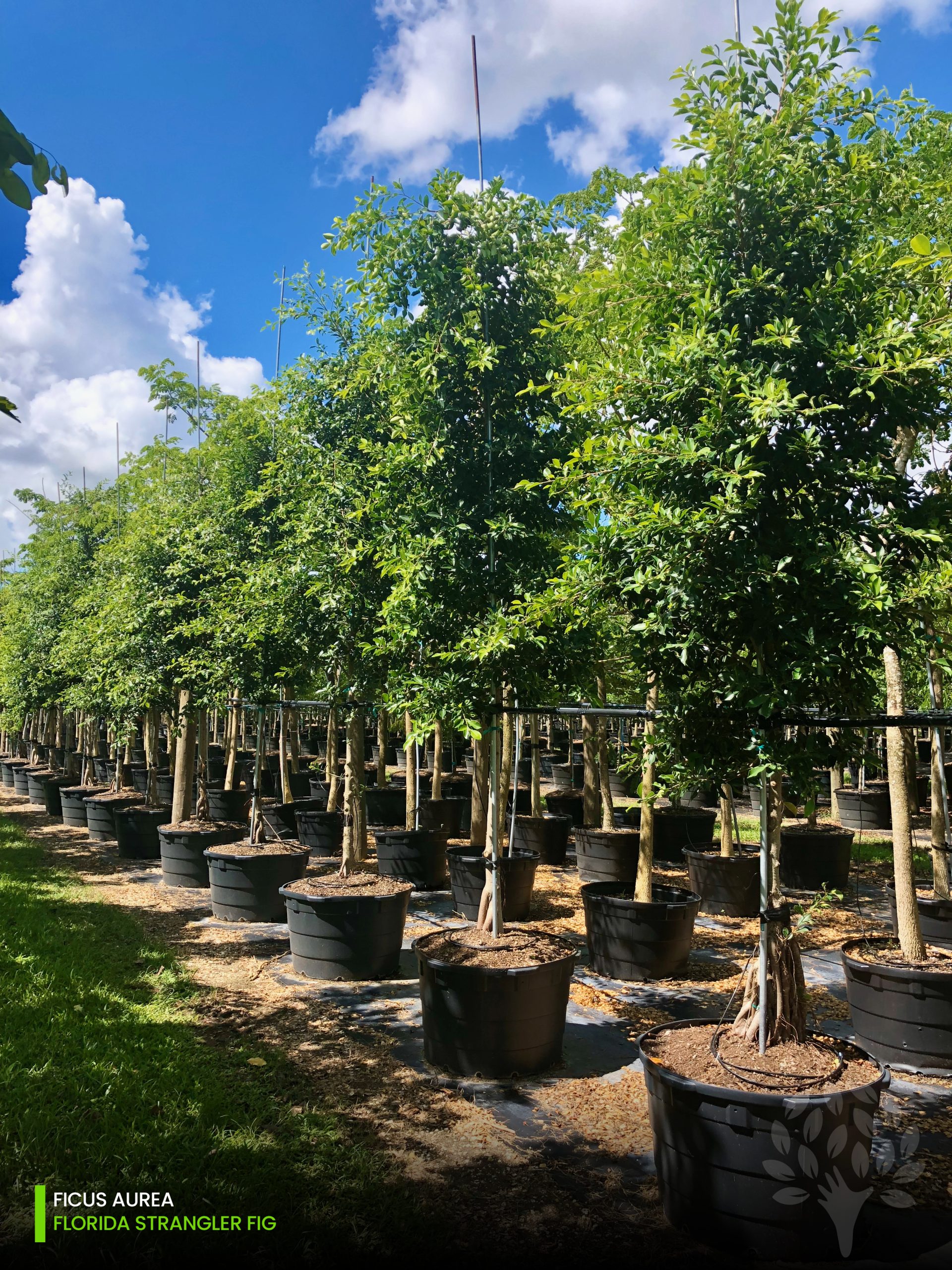 Ficus Tree: Types, and Landscaping | Treeworld Wholesale