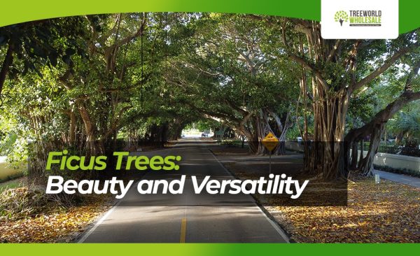 Ficus Tree: Types, and Landscaping | Treeworld Wholesale