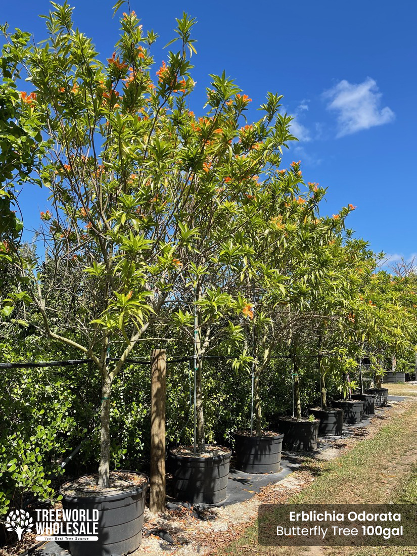 Erblichia Odorata - Butterfly Tree For Sale in Florida | Treeworld ...