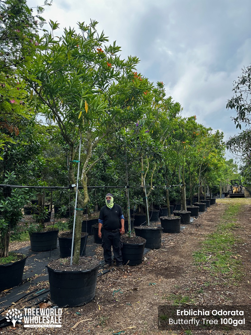 Erblichia Odorata - Butterfly Tree For Sale in Florida | Treeworld ...