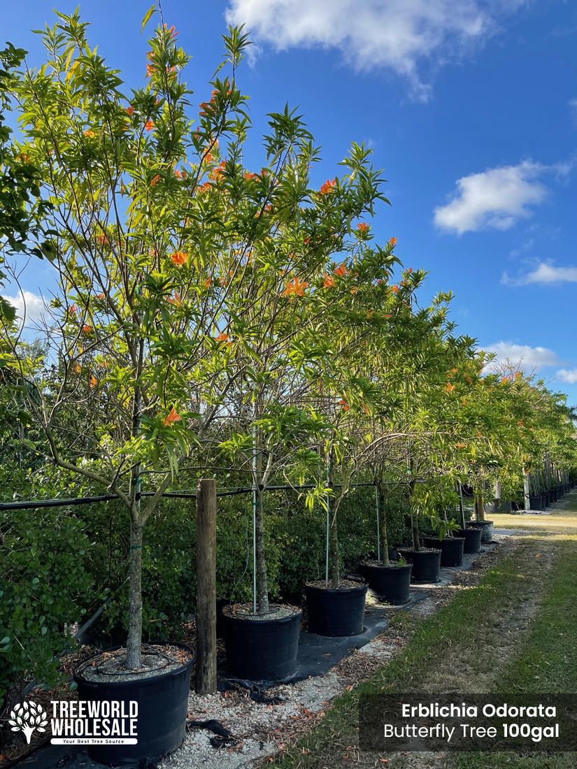 Erblichia Odorata - Butterfly Tree For Sale in Florida | Treeworld ...