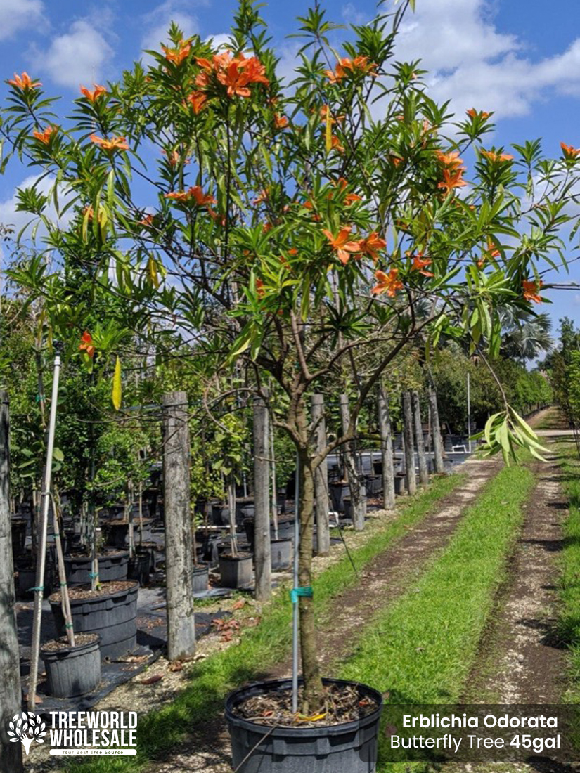 Butterfly Tree