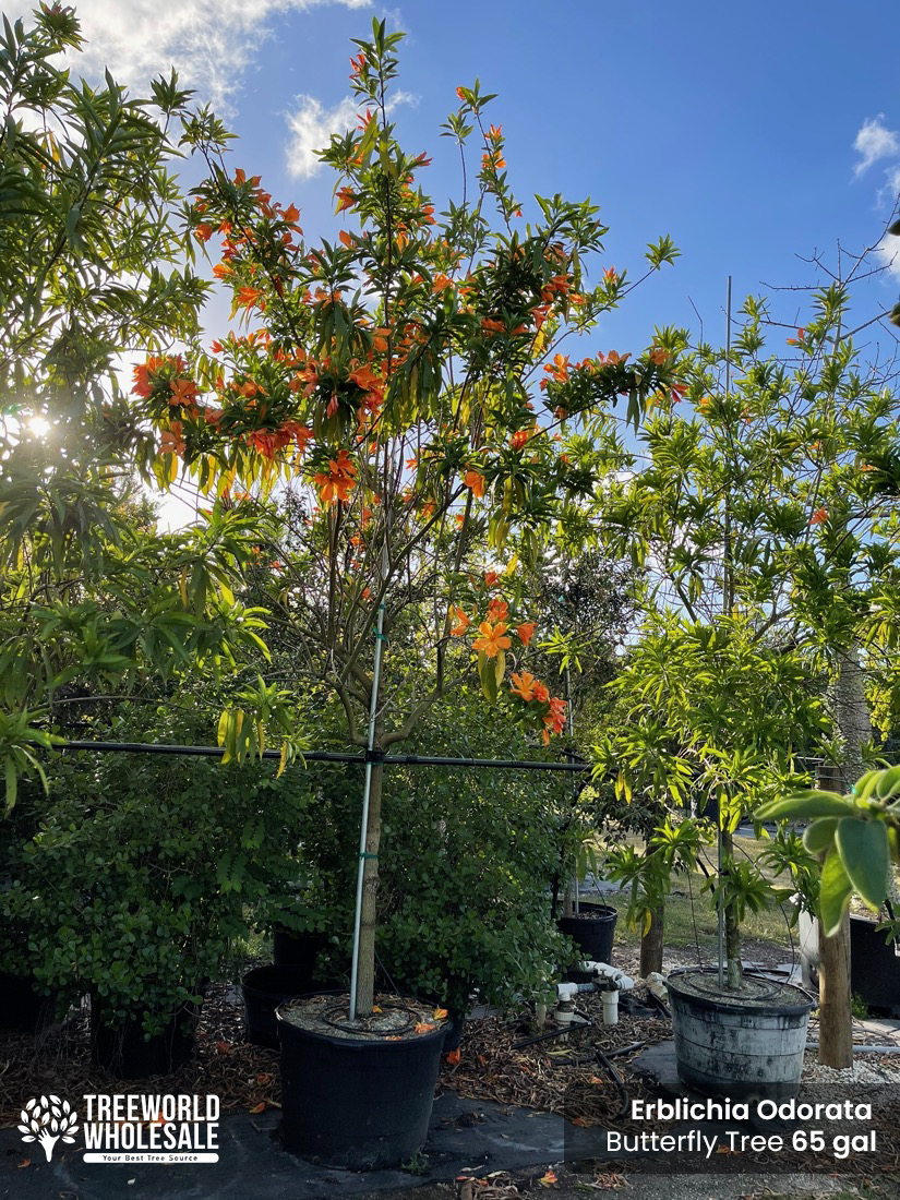 Butterfly Tree