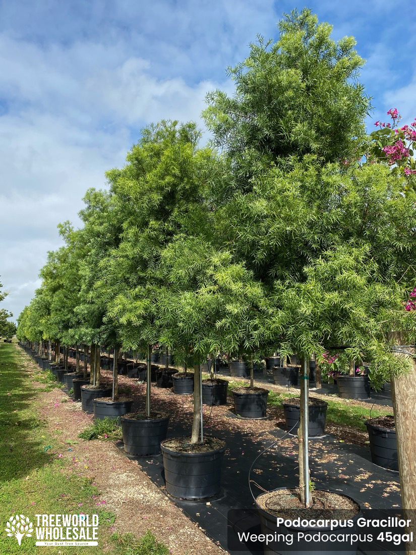 Podocarpus Gracilior Weeping Fern Pine Tree For Sale In Florida