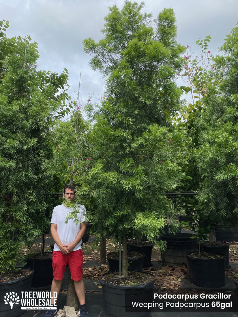 Podocarpus Gracilior Weeping Fern Pine Tree For Sale In Florida