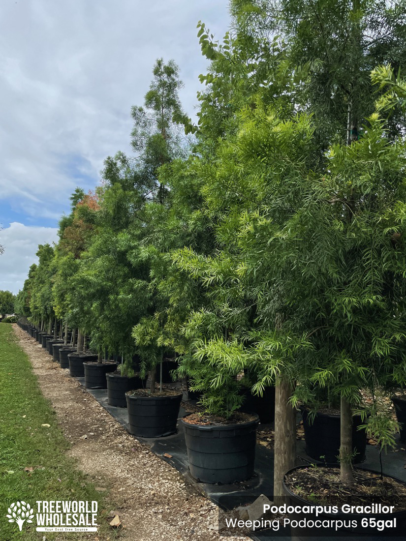 Podocarpus Gracilior Weeping Fern Pine Tree For Sale In Florida