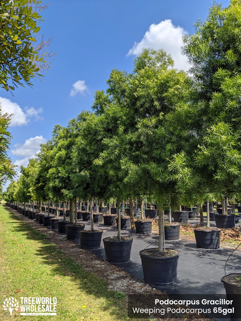 Podocarpus Gracilior Weeping Fern Pine Tree For Sale In Florida