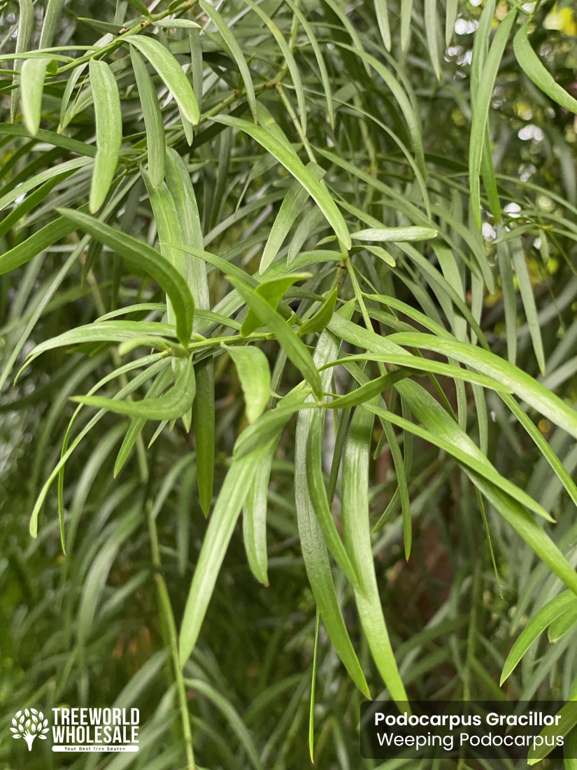 Podocarpus Gracilior Weeping Fern Pine Tree For Sale In Florida