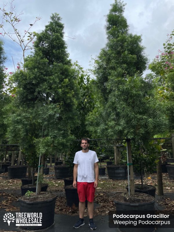 Podocarpus Gracilior - Weeping Fern Pine Tree For Sale in Florida ...