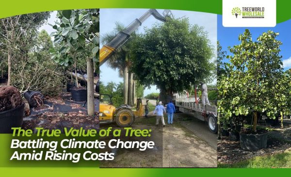 The True Value of a Tree and Tree Planting | TreeWorld Wholesale