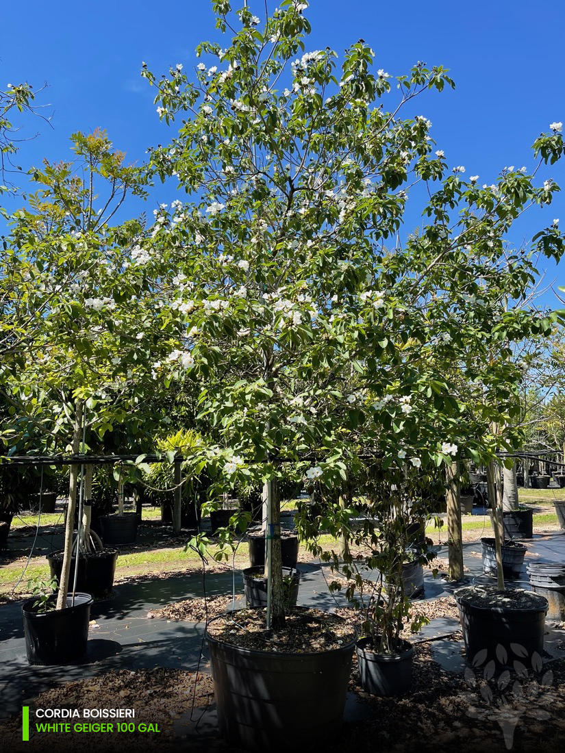 Accent Trees in Landscape Design - Role & Choosing | TreeWorld Wholesale