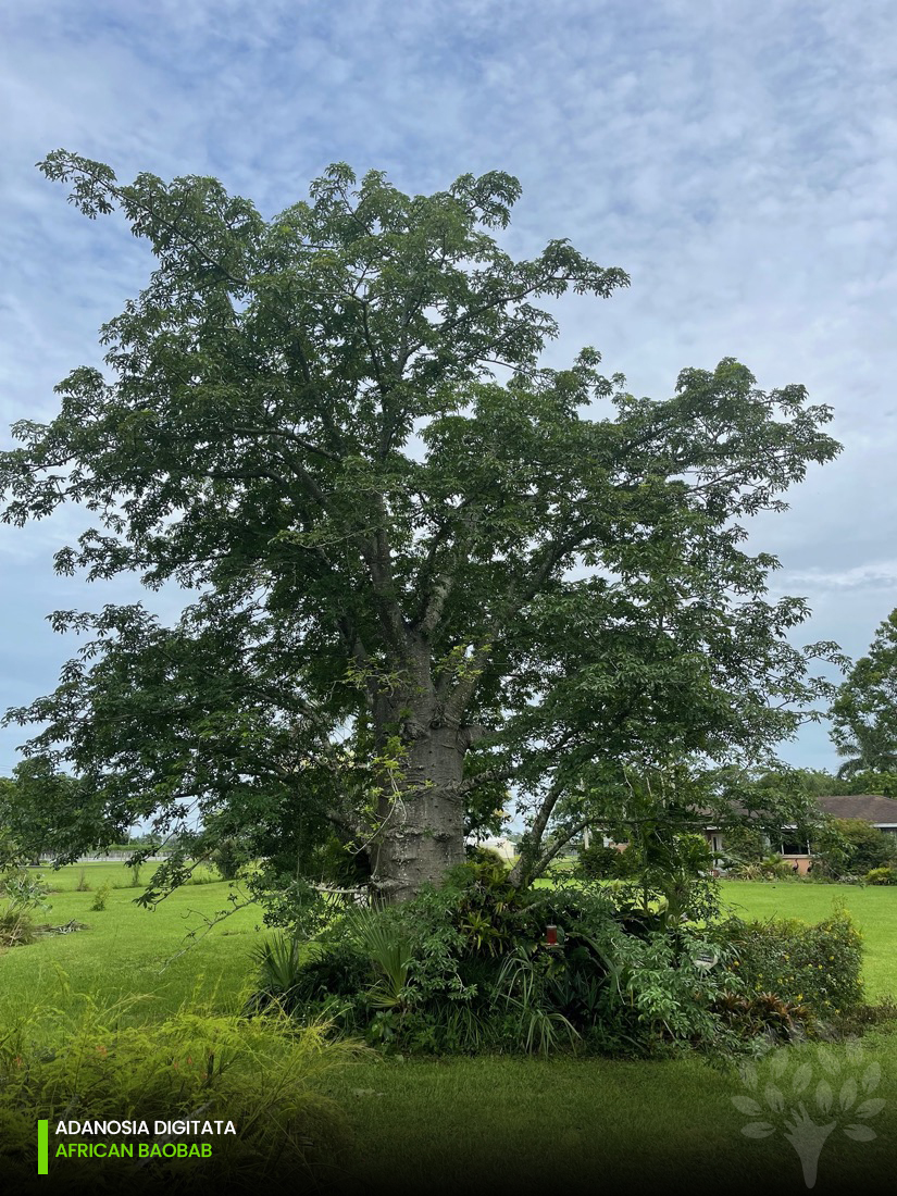 Accent Trees in Landscape Design - Role & Choosing | TreeWorld Wholesale