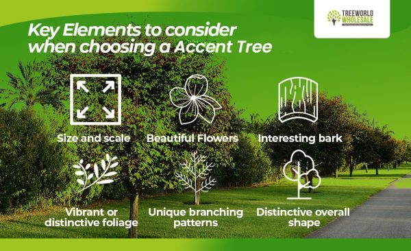 Accent Trees in Landscape Design - Role & Choosing | TreeWorld Wholesale