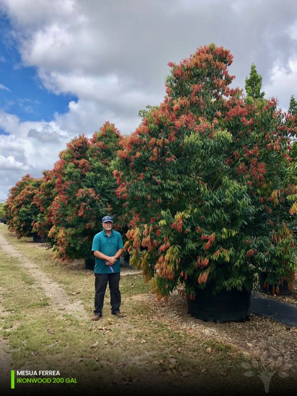 Accent Trees in Landscape Design - Role & Choosing | TreeWorld Wholesale