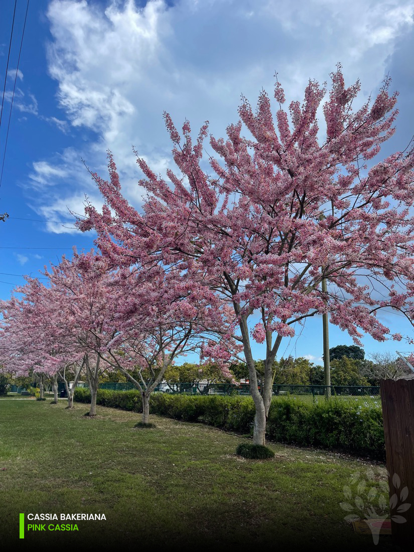 Accent Trees in Landscape Design - Role & Choosing | TreeWorld Wholesale