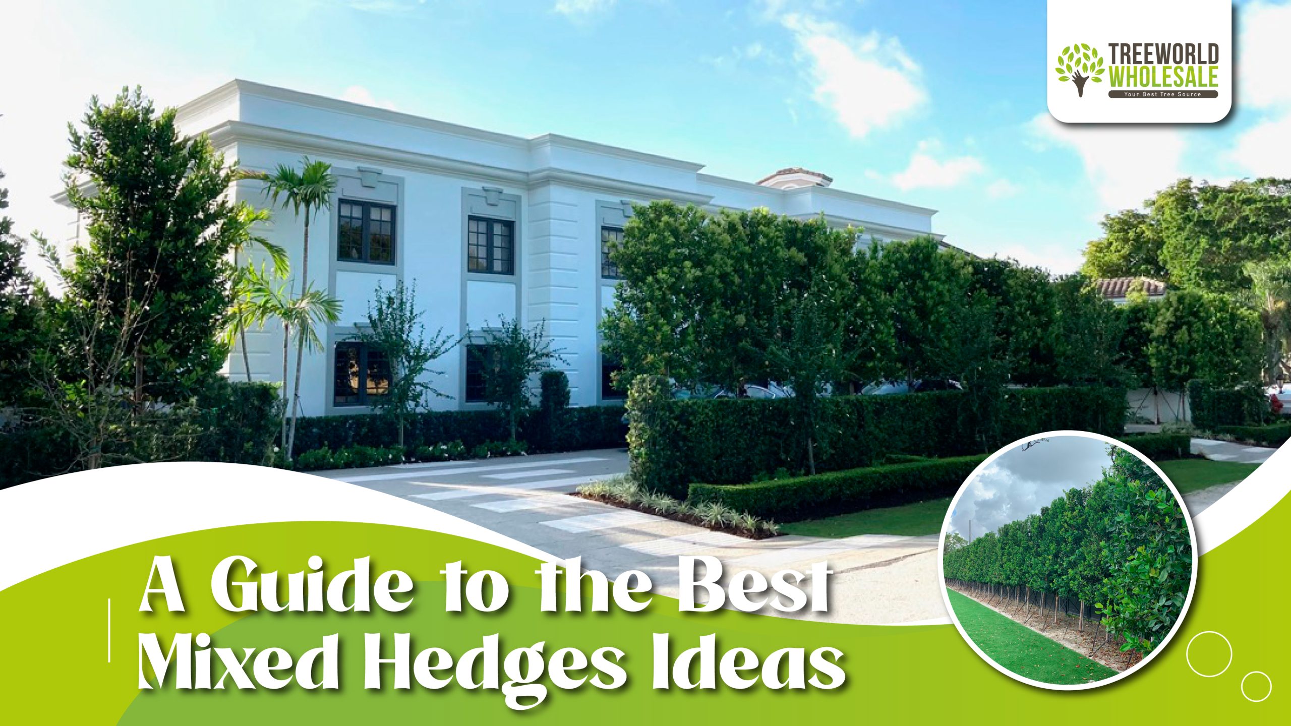 Mixed Hedges Ideas - Best Plants for Mixed Privacy Hedge | Treeworld ...
