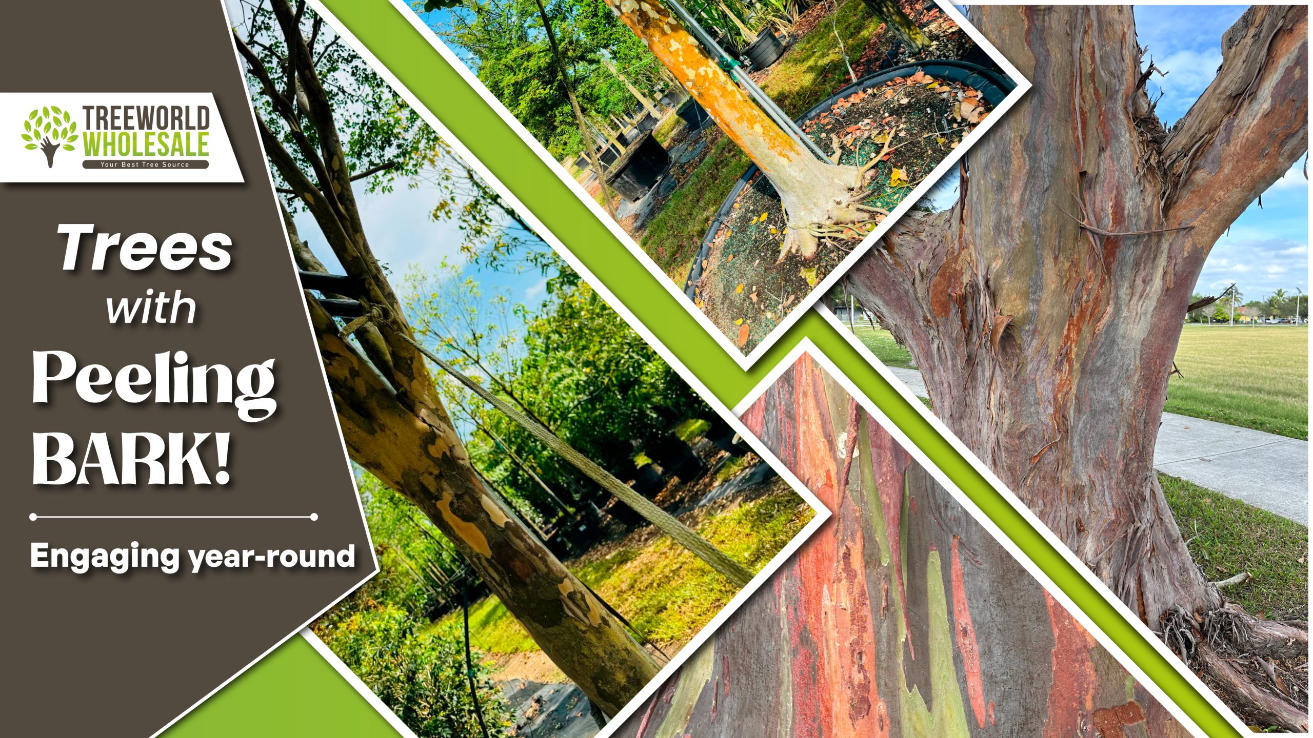 Trees With Peeling Bark. Examples & Use in Landscape Design | Treeworld ...