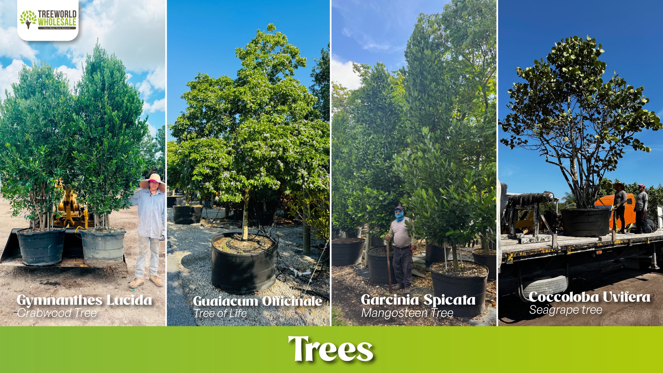Best Tree Source in Florida & the Caribbean | TreeWorld Wholesale