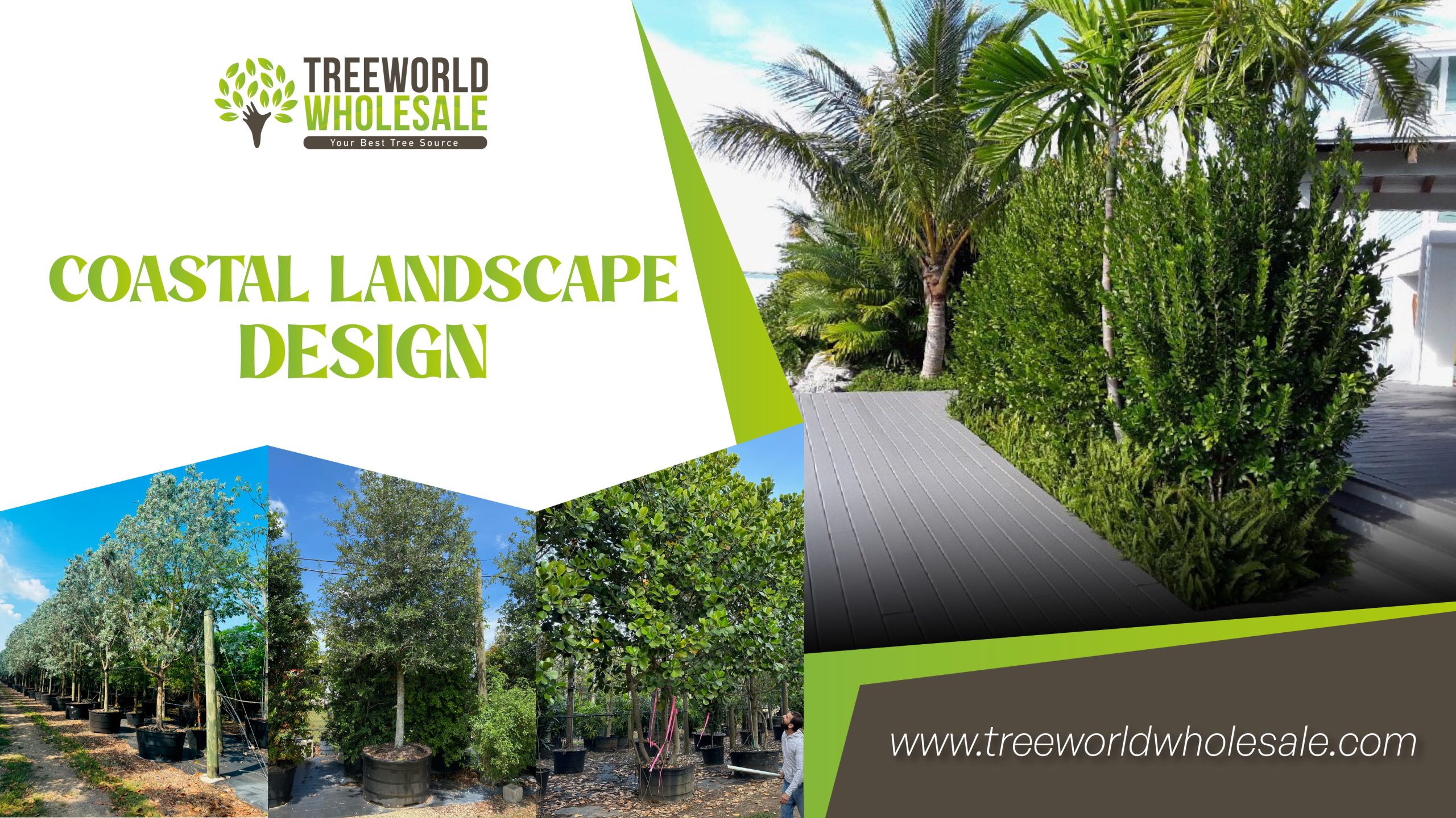 Wholesale Trees Nursery South Florida 🌳 | TreeWorld Wholesale