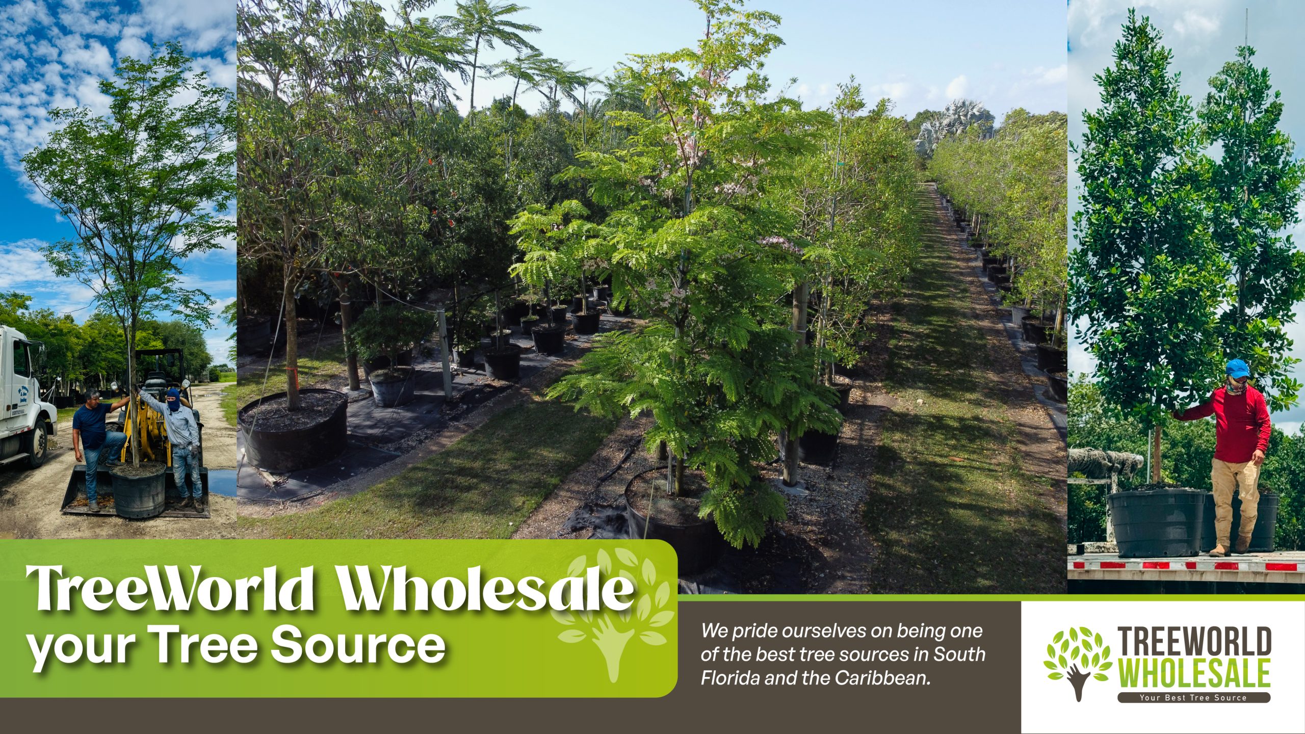 Wholesale Trees Nursery South Florida 🌳 | TreeWorld Wholesale